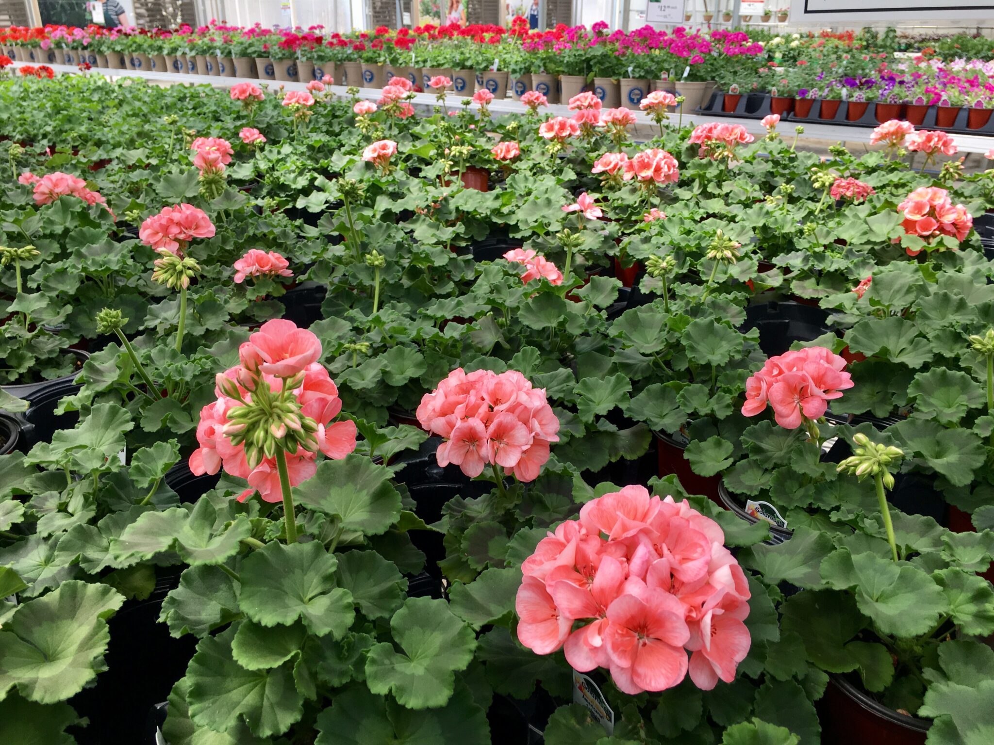 Annual Geranium Tub Salmon - Fergusons Garden Center